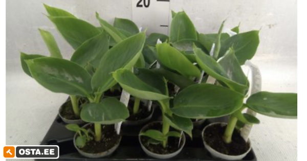 Madalakasvuline banaan (Musa acuminata) Cheeka (202002400) - Osta.ee