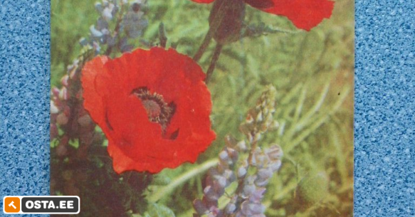 postkaart aastast 1974, lilled,idamagun, moon, puhas (198743301) - Osta.ee