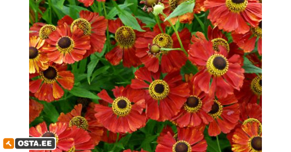 HELEENIUM PUNANE PÜSIK (214434990) - Osta.ee