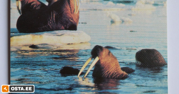 22I F61 Morsk morsad L.Veisman Planeta 1985 (213395564) - Osta.ee