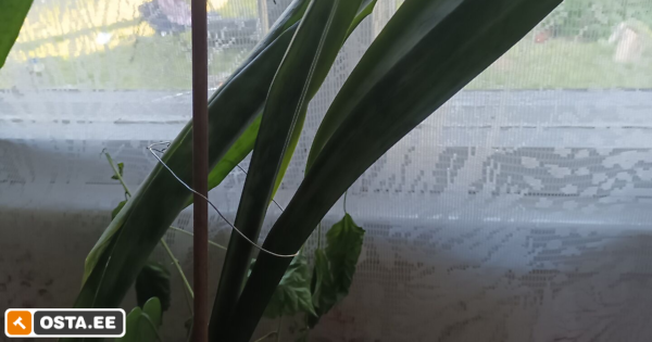 Havisaba (195751061) - Osta.ee