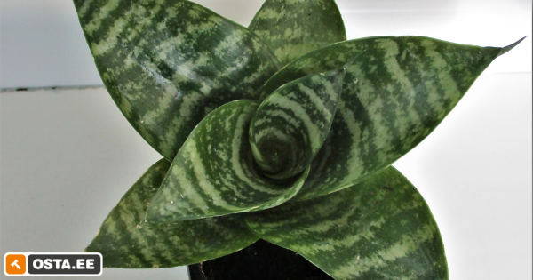 HAVISABA HAHNI Sansevieria hahnii (166043790) - Osta.ee
