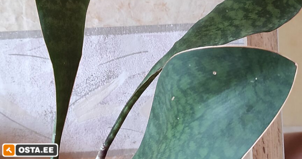 Havisaba Sansevieria masoniana (211562654) - Osta.ee