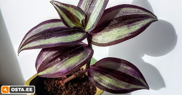 Rippuv sebralill, "juudihabe" (Zebrina pendula) (200665008) - Osta.ee