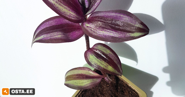 Rippuv sebralill, "juudihabe" (Zebrina pendula), toataim (200665045 ...