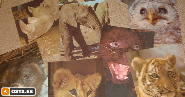 Vanad postkaardid,pildid,lilled,loomad,autod,inimesed (202427208) - Osta.ee