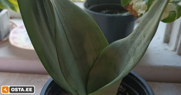 Havisaba (219023558) - Osta.ee