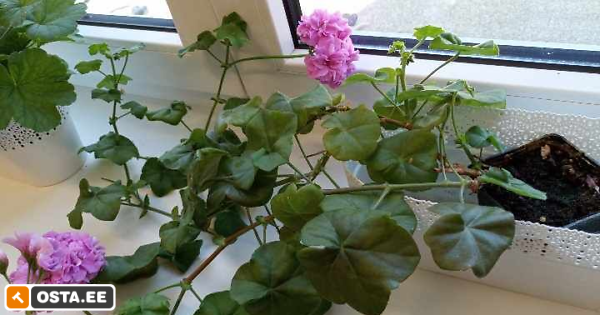 Lavender double flower pelargoon (213095546) - Osta.ee