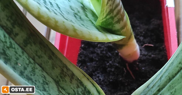 Havisaba 2 taime (183188319) - Osta.ee