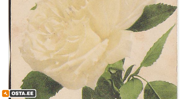 Valge roos; postkaart enne 1940 (201010691) - Osta.ee