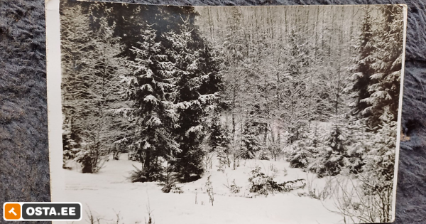 Vana foto loodusvaade,talv (209097873) - Osta.ee
