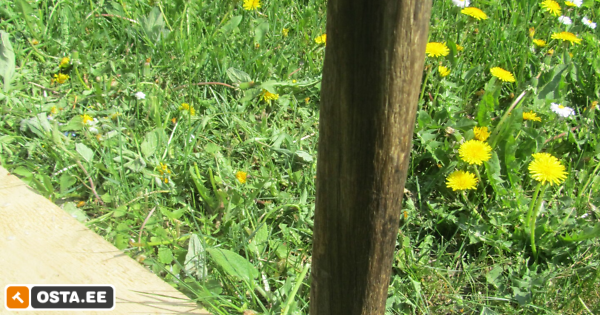 SUUR VASAR,KUVALDA,BABA, (194354740) - Osta.ee