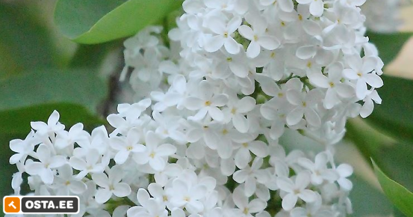 Valge sirel, paar istikut (194174018) - Osta.ee