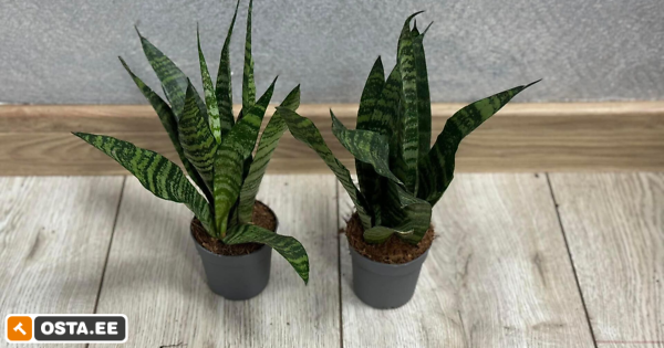 Havisaba Black Coral (217762963) - Osta.ee