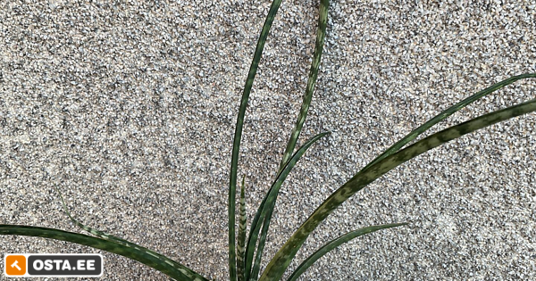 Silinderjas havisaba - (S. cylindrica) (212133911) - Osta.ee