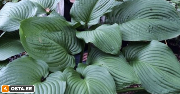 Hosta taim 'Funkia T-Rex' (199901855) - Osta.ee