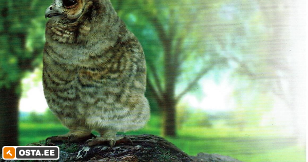 EESTI PUHAS MAKSIMUMKAART 2009 - Aasta lind - Kodukakk (196028836 ...