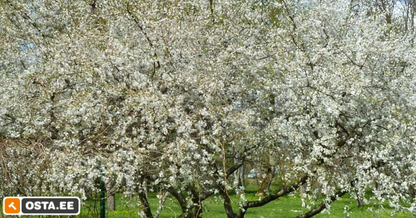 Alõtsa ehk Haraline ploomipuu istik (219028389) - Osta.ee