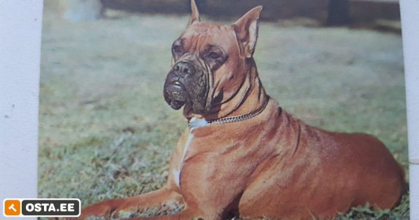 Eesti taskukalender 1988 koer bokser (192152611) - Osta.ee