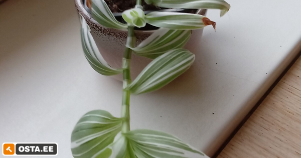 Juudihabe. (193494761) - Osta.ee