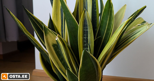 Kollane havisaba (7 taime potis) (223002510) - Osta.ee