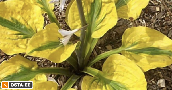 Hosta taim 'Funkia Glad Rags' (194954799) - Osta.ee