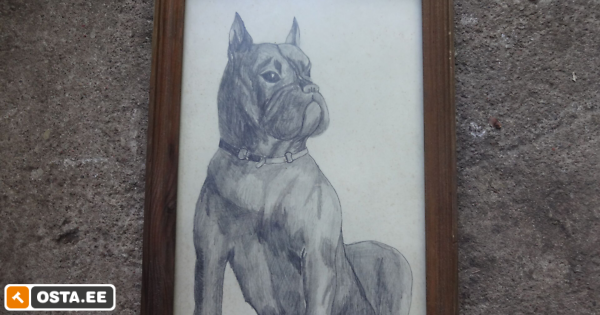 Koer-Bokser (176978464) - Osta.ee