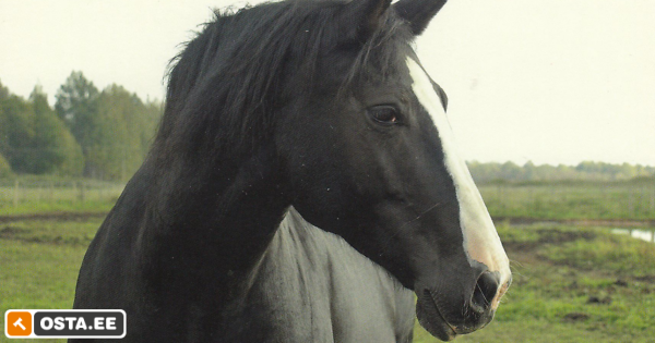 Tori hobune - postkaart (143272040) - Osta.ee