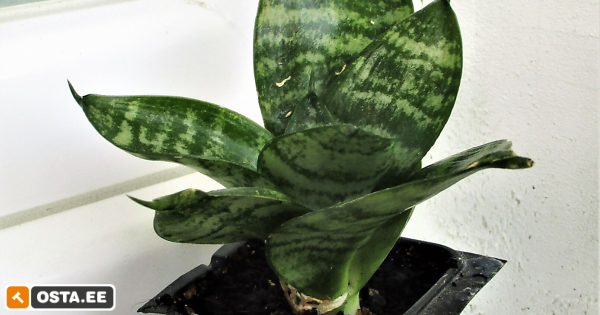 HAVISABA HAHNI Sansevieria hahnii (196465221) - Osta.ee