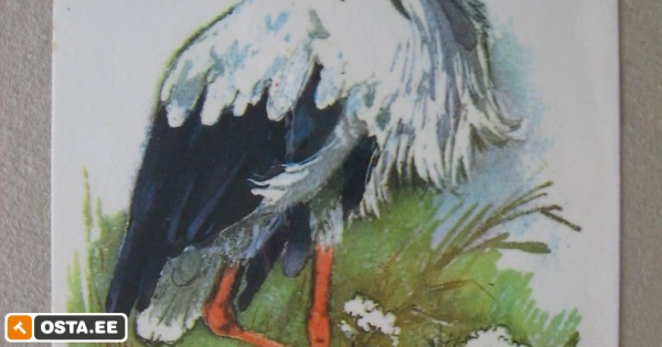 E. Pikk. Valge toonekurg. 1979 (200915448) - Osta.ee