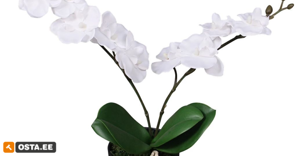 Kunstorhidee potiga 30 cm, valge (136230632) - Osta.ee