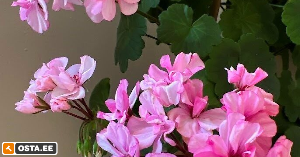 Pelargoon/ пеларгония Occold Lagoon (192224326) - Osta.ee