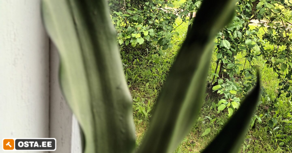 Havisaba (214322330) - Osta.ee