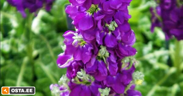 Aedlevkoi " Miracle Mid Blue "- Matthiola incana. (192116549) - Osta.ee