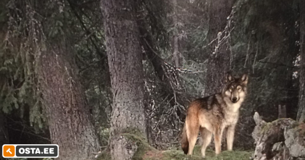 Eesti rahvusloom hunt 2 Euro mündikaart 50 tk.!!!!!!! (172270663) - Osta.ee