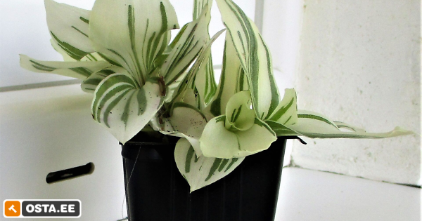 JUUDIHABE (137798159) - Osta.ee