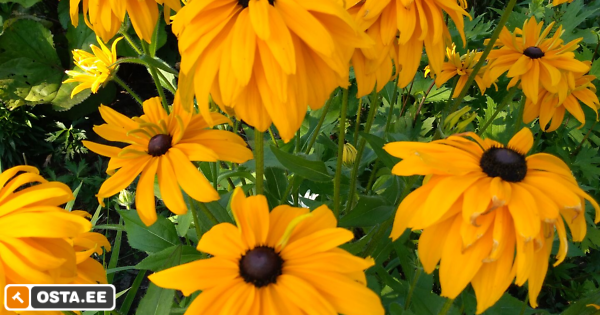 Karvane päevakübar (216384058) - Osta.ee