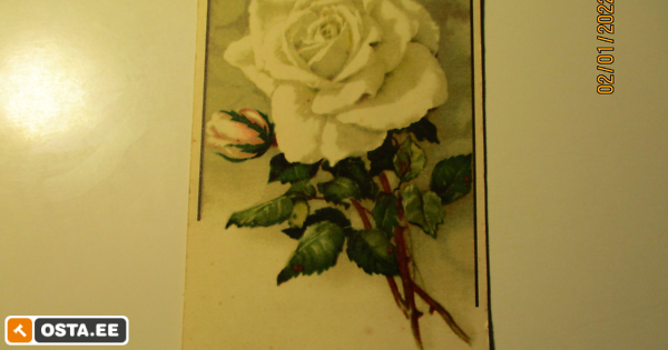 VALGE ROOS , 1 (199867630) - Osta.ee