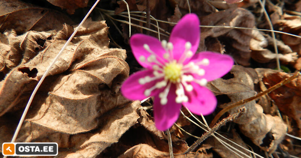 Harilik sinilill roosa 1 taim (212098138) - Osta.ee