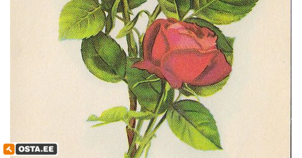 Roosid; postkaart 1975 (200379848) - Osta.ee