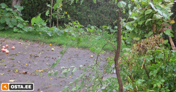 Alõtsa ehk Haraline ploomipuu istik (202221442) - Osta.ee