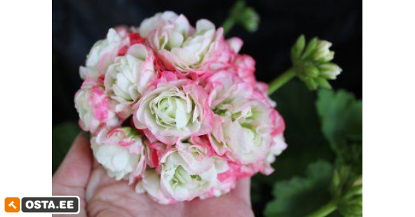 Pelargoon/ пеларгония 'Appleblossom Rosebud' (214766174) - Osta.ee