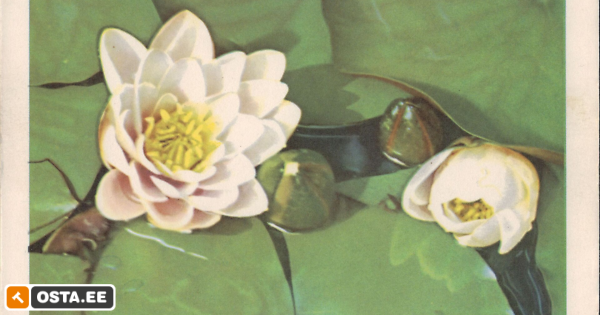 Postkaart Vesiroos 1966 (L062) (196735250) - Osta.ee