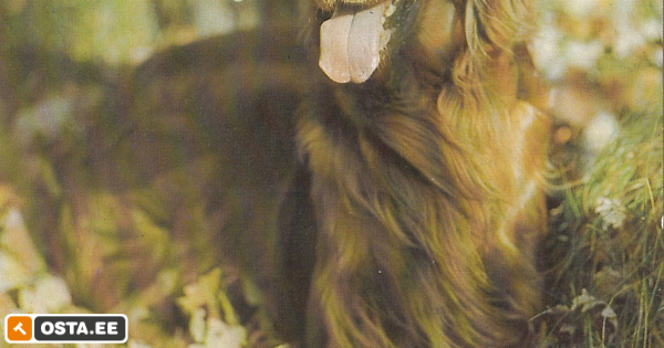 Koer 156 - postkaart DDR - iiri setter (197715193) - Osta.ee