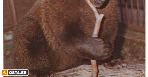 TALLINNA LOOMAAED 1989 ZOO LOOMAD MATI KAAL TÄISKOMPLEKT 15 (196428732 ...