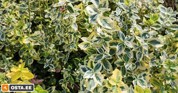 Kikkapuu istik, ilus põõsas/püsik, igihaljas (200345743) - Osta.ee